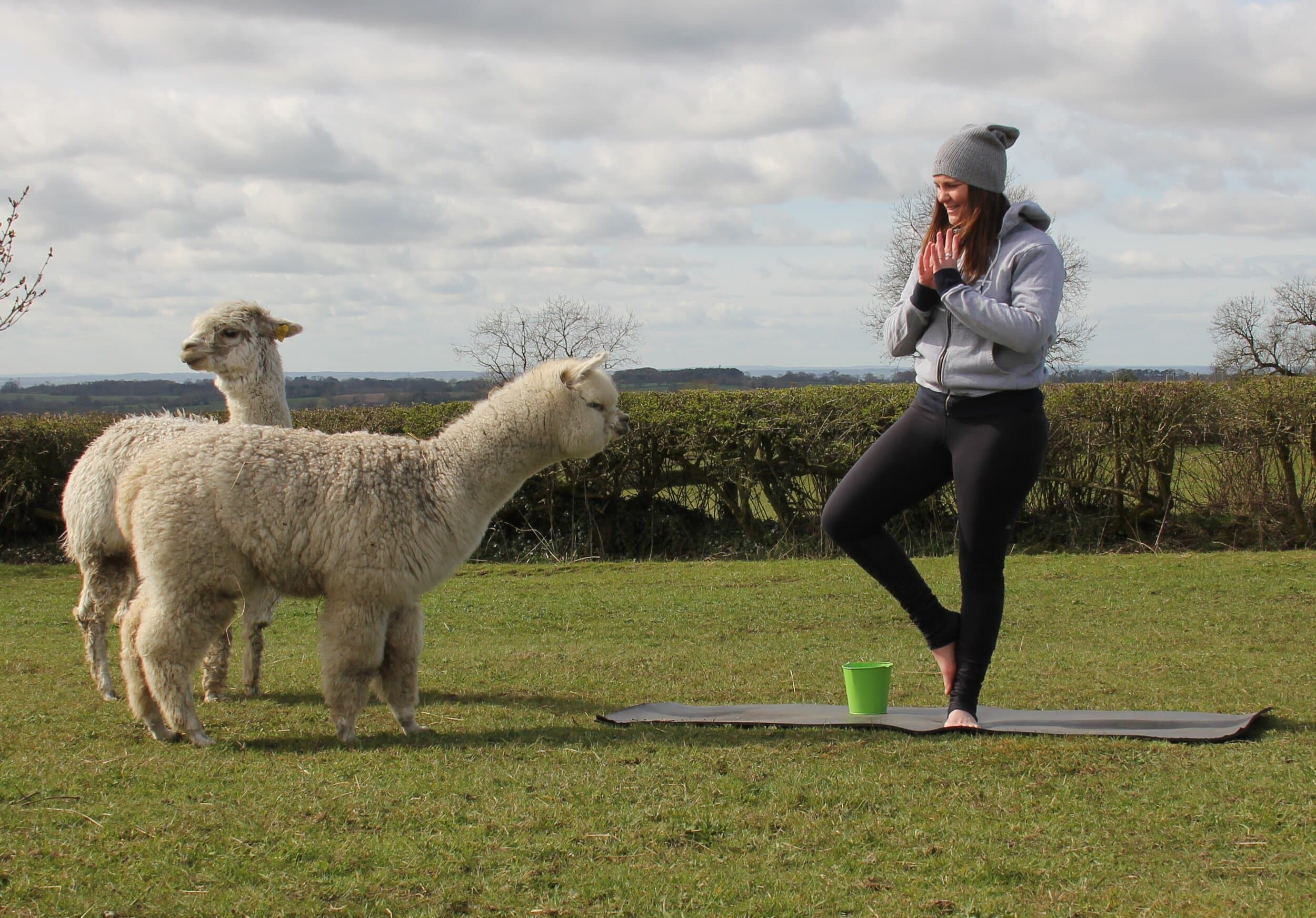 Adorable Alpacas lead the way in new 'tranquil' yoga craze at ...